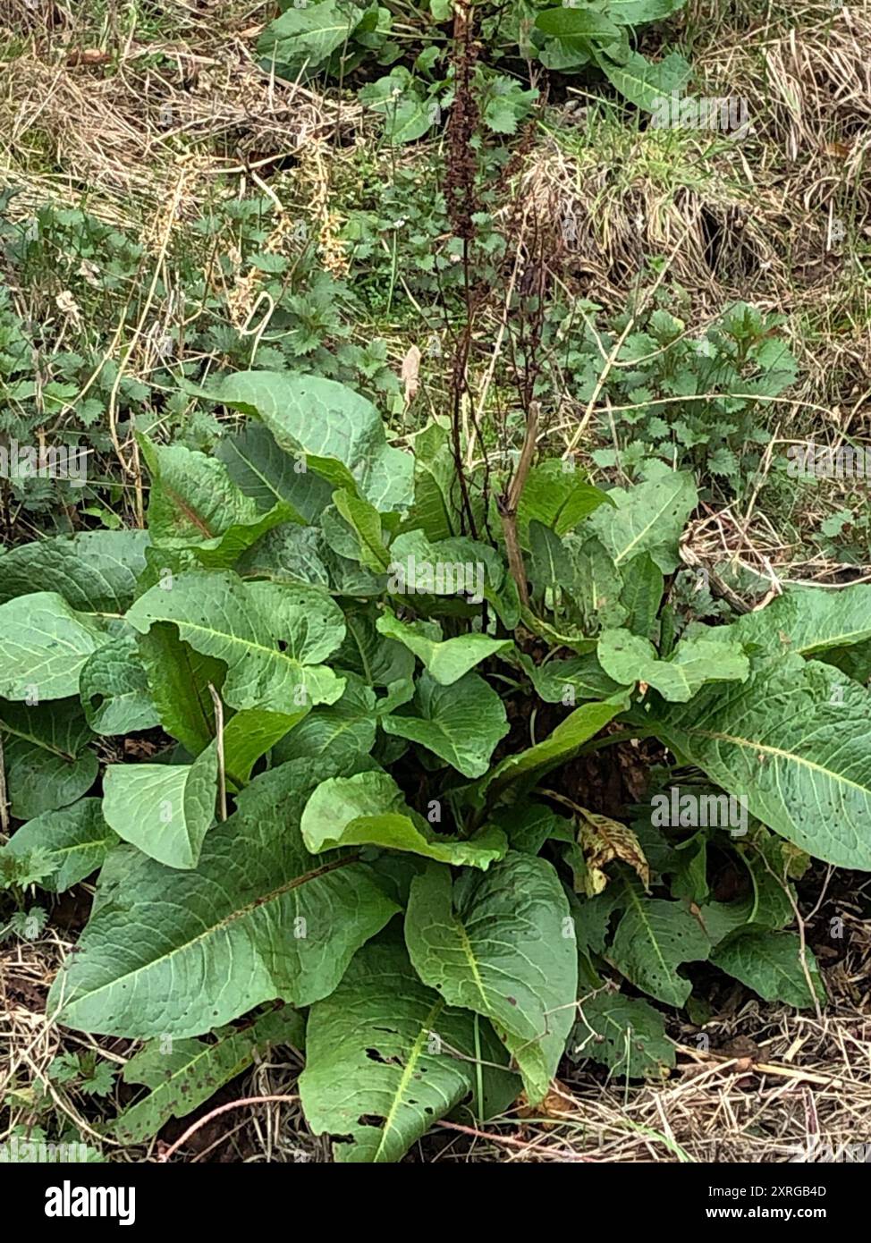 broad-leaved dock (Rumex obtusifolius) Plantae Stock Photo - Alamy