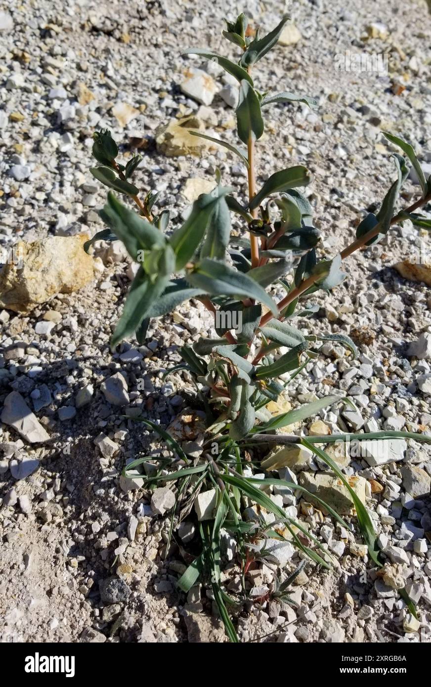 scarlet bugler (Penstemon centranthifolius) Plantae Stock Photo - Alamy