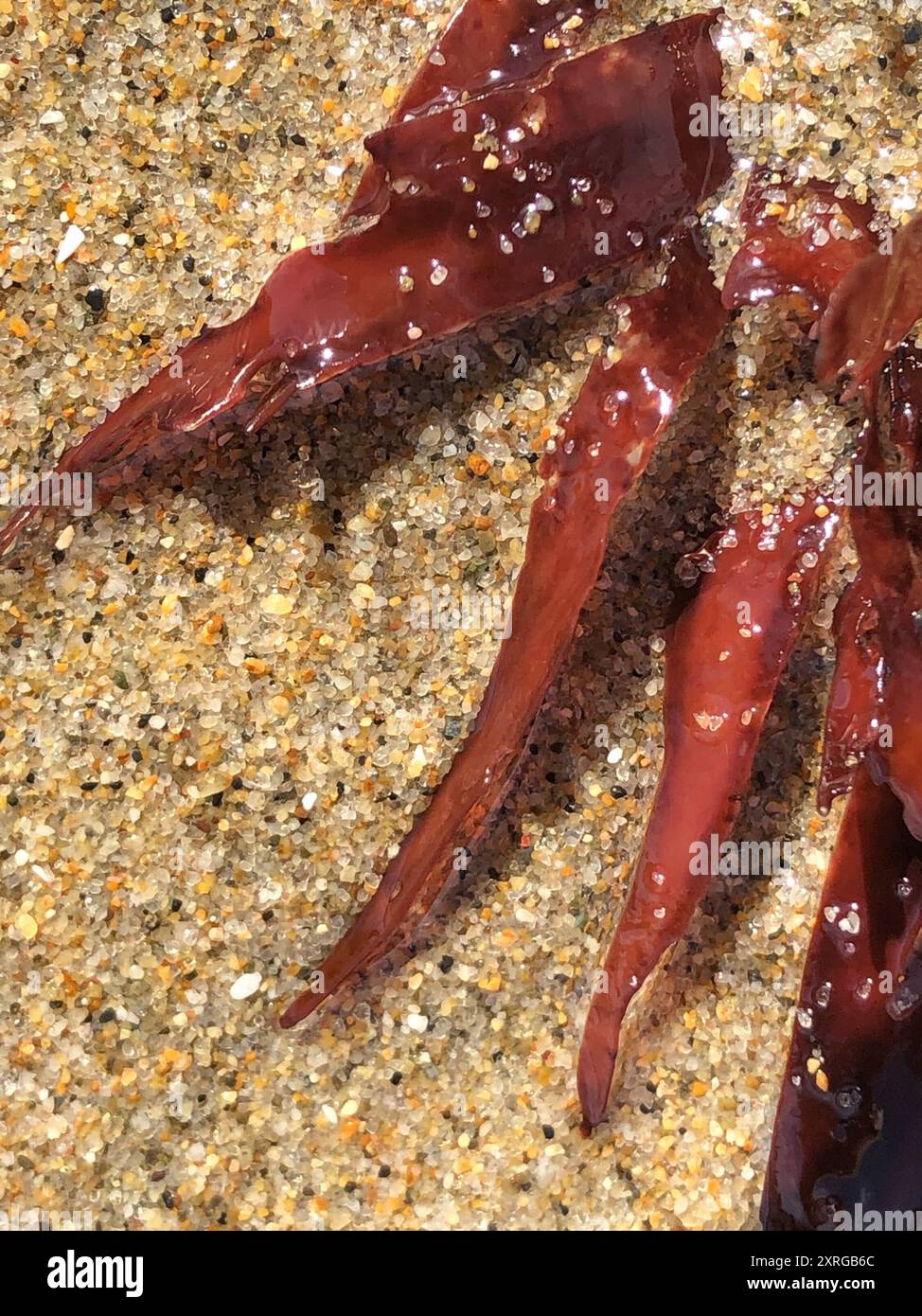 Bleach Weed (Prionitis sternbergii) Plantae Stock Photo - Alamy