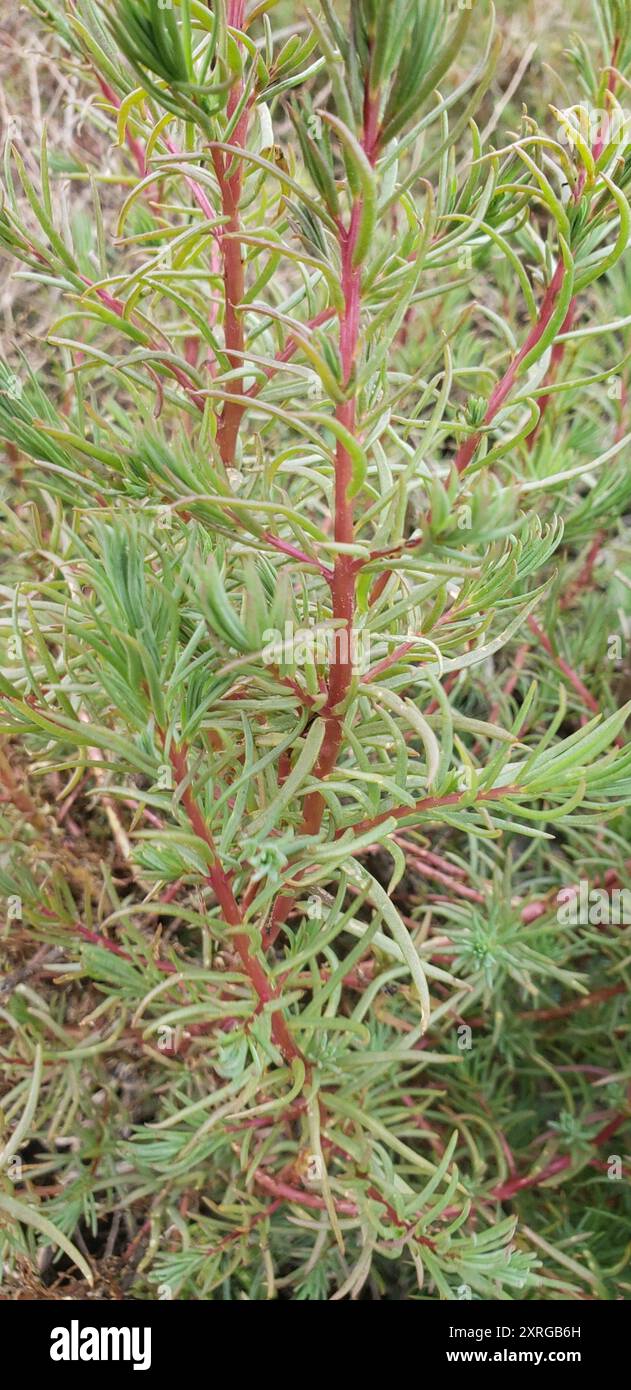 Mojave Seablite (Suaeda nigra) Plantae Stock Photo - Alamy