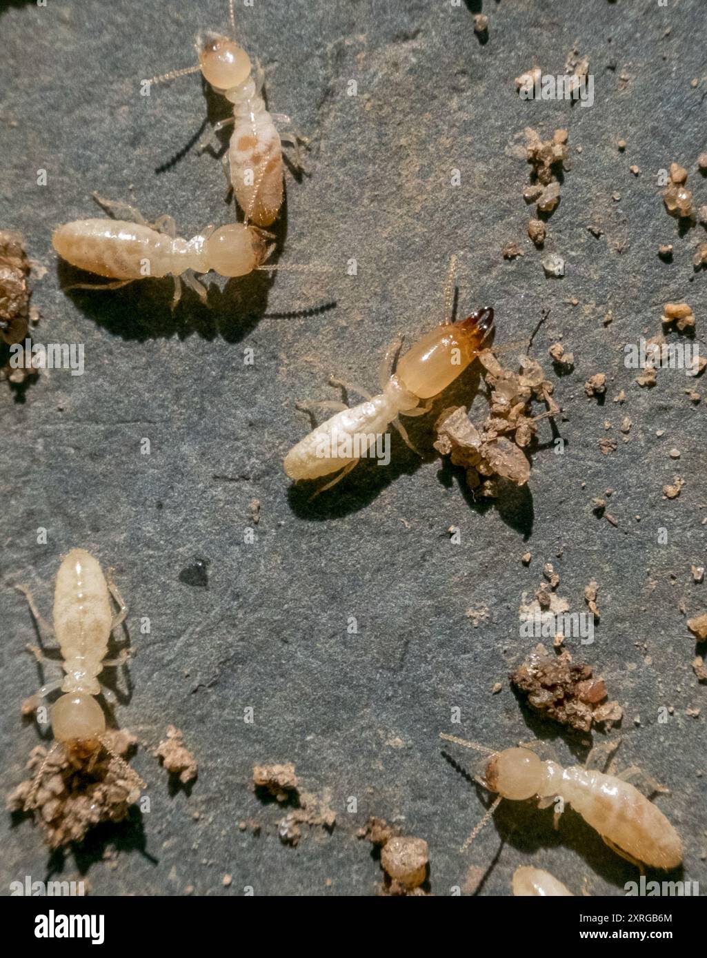 Eastern Subterranean Termite (Reticulitermes flavipes) Insecta Stock ...