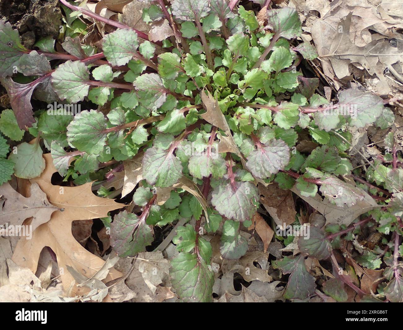 Butterweed (Packera glabella) Plantae Stock Photo - Alamy