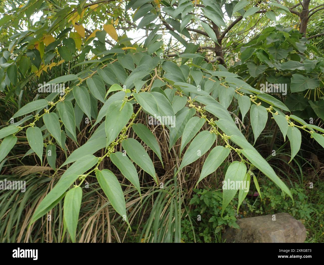 Oriental trema (Trema orientale) Plantae Stock Photo - Alamy
