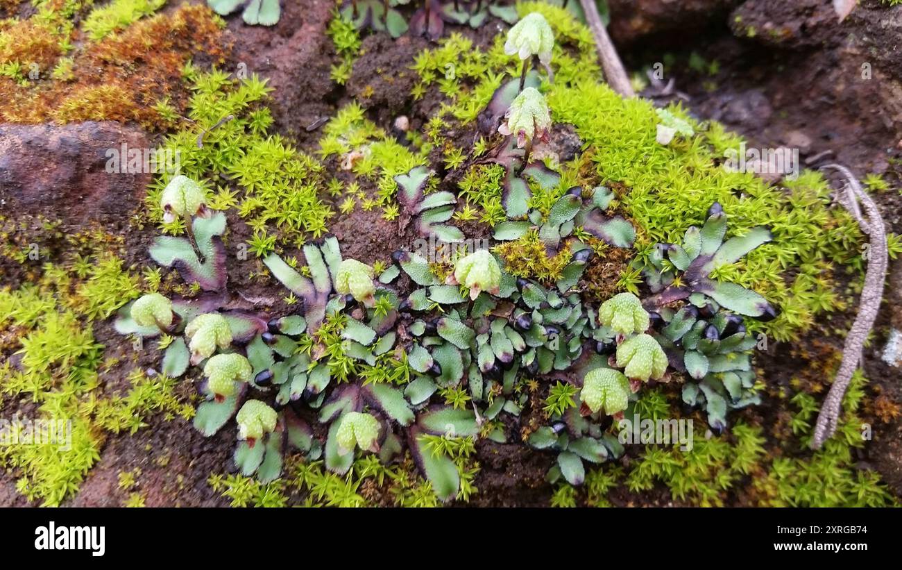 California asterella (Asterella californica) Plantae Stock Photo - Alamy
