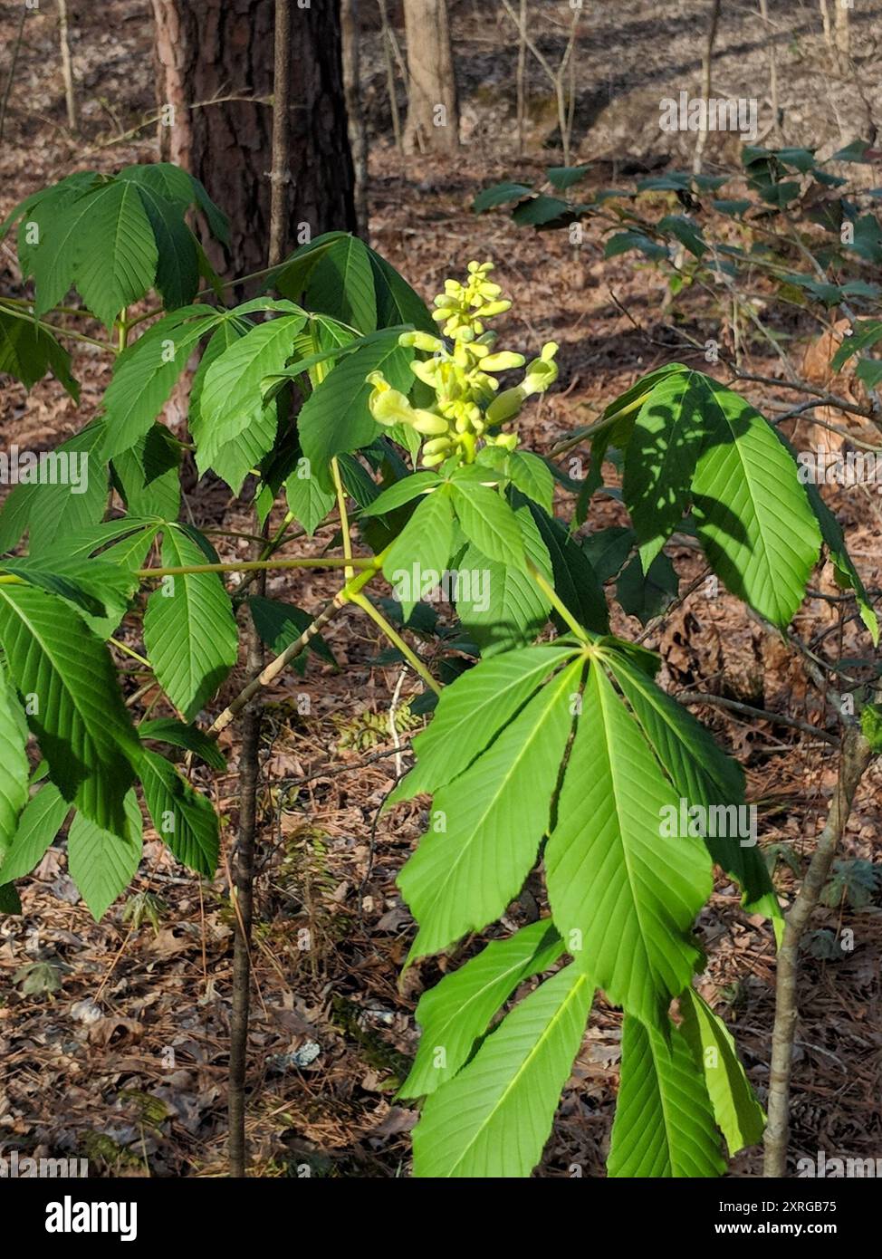 painted buckeye (Aesculus sylvatica) Plantae Stock Photo - Alamy