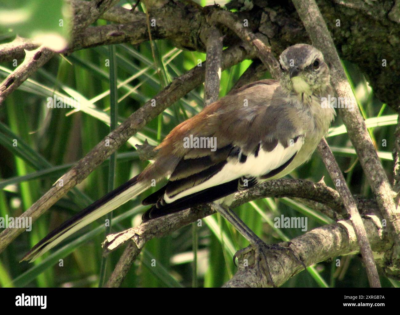 White-banded Mockingbird (Mimus triurus) Aves Stock Photo - Alamy
