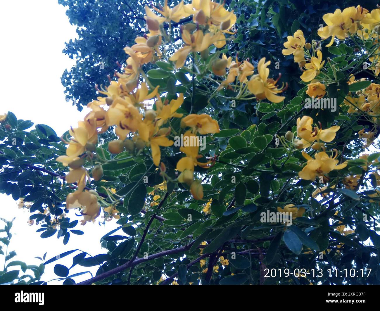 sennas (Senna) Plantae Stock Photo - Alamy