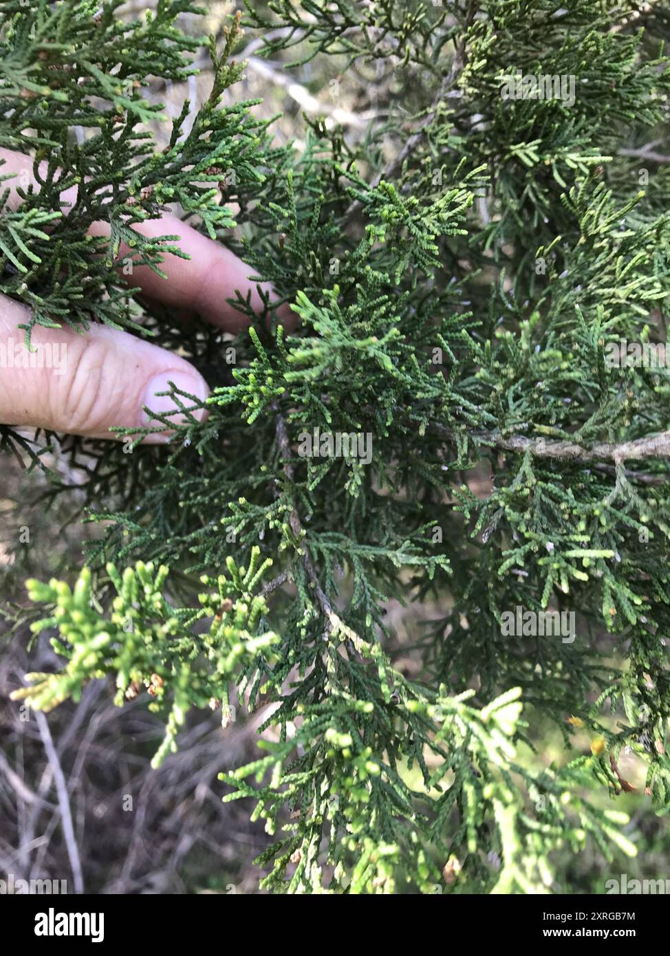 Ashe juniper (Juniperus ashei) Plantae Stock Photo - Alamy
