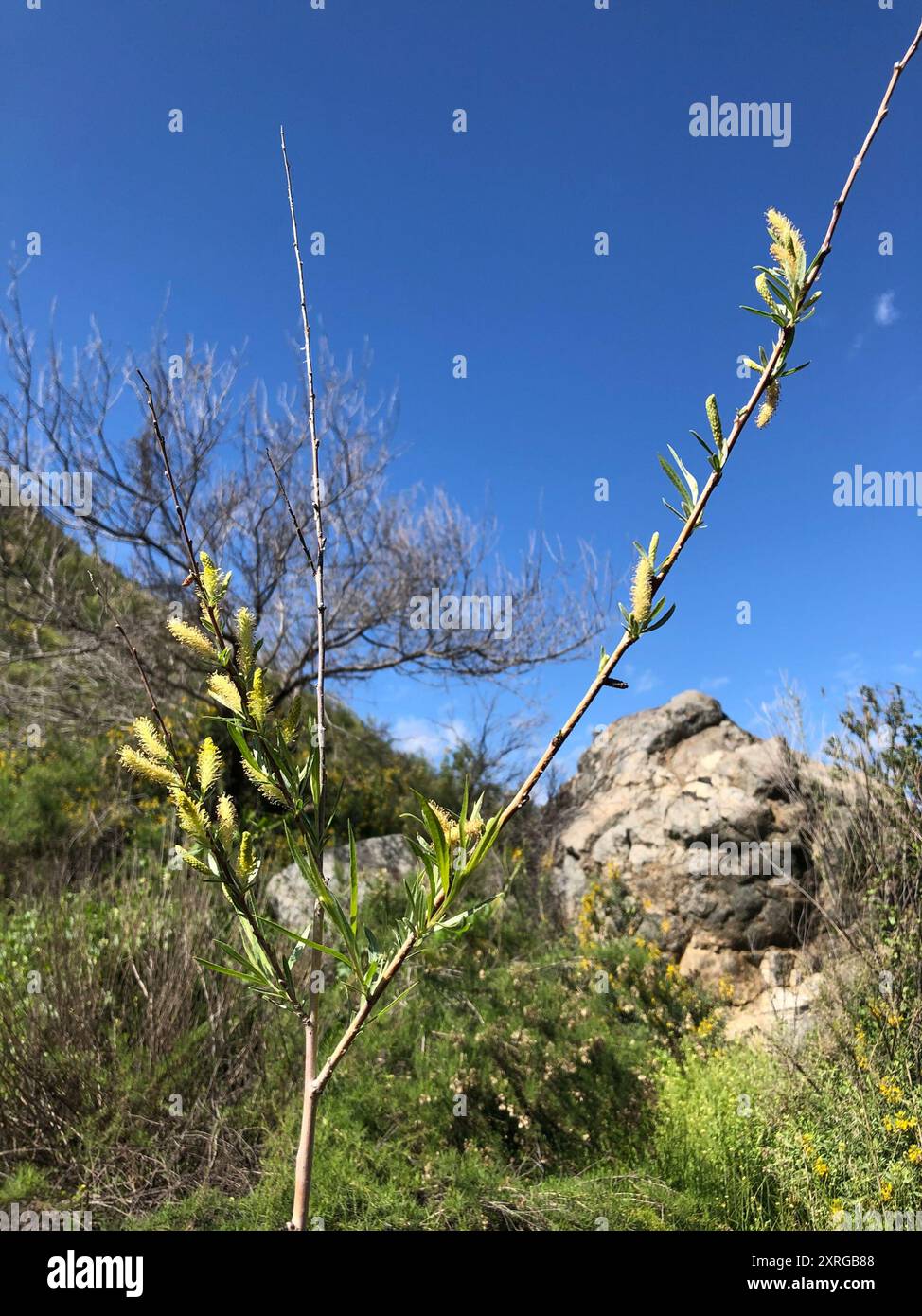 Goodding's willow (Salix gooddingii) Plantae Stock Photo - Alamy
