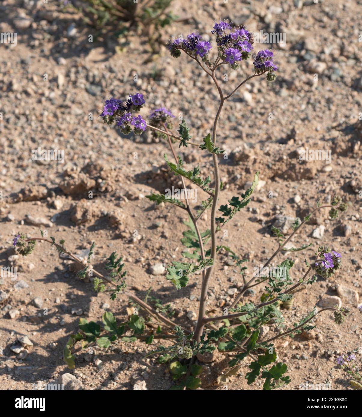 Notch-leaf Scorpionweed (Phacelia crenulata) Plantae Stock Photo - Alamy