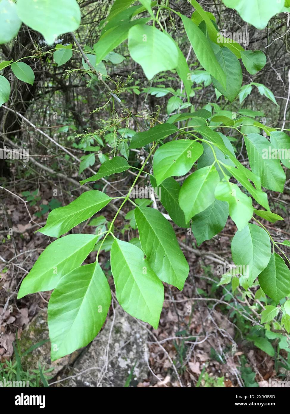 ashes (Fraxinus) Plantae Stock Photo - Alamy