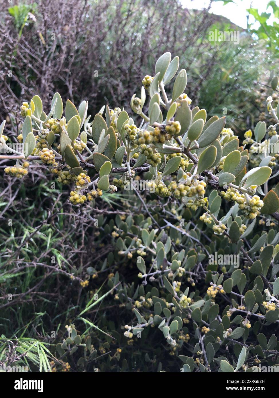 jojoba (Simmondsia chinensis) Plantae Stock Photo - Alamy