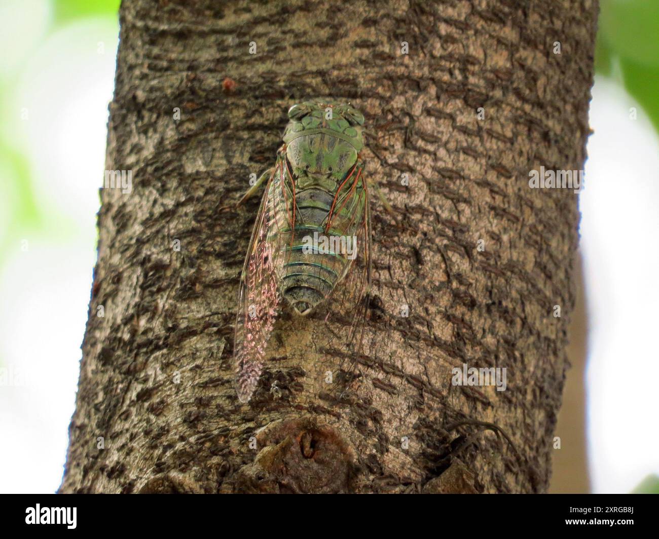 (Meimuna silhetana) Insecta Stock Photo - Alamy