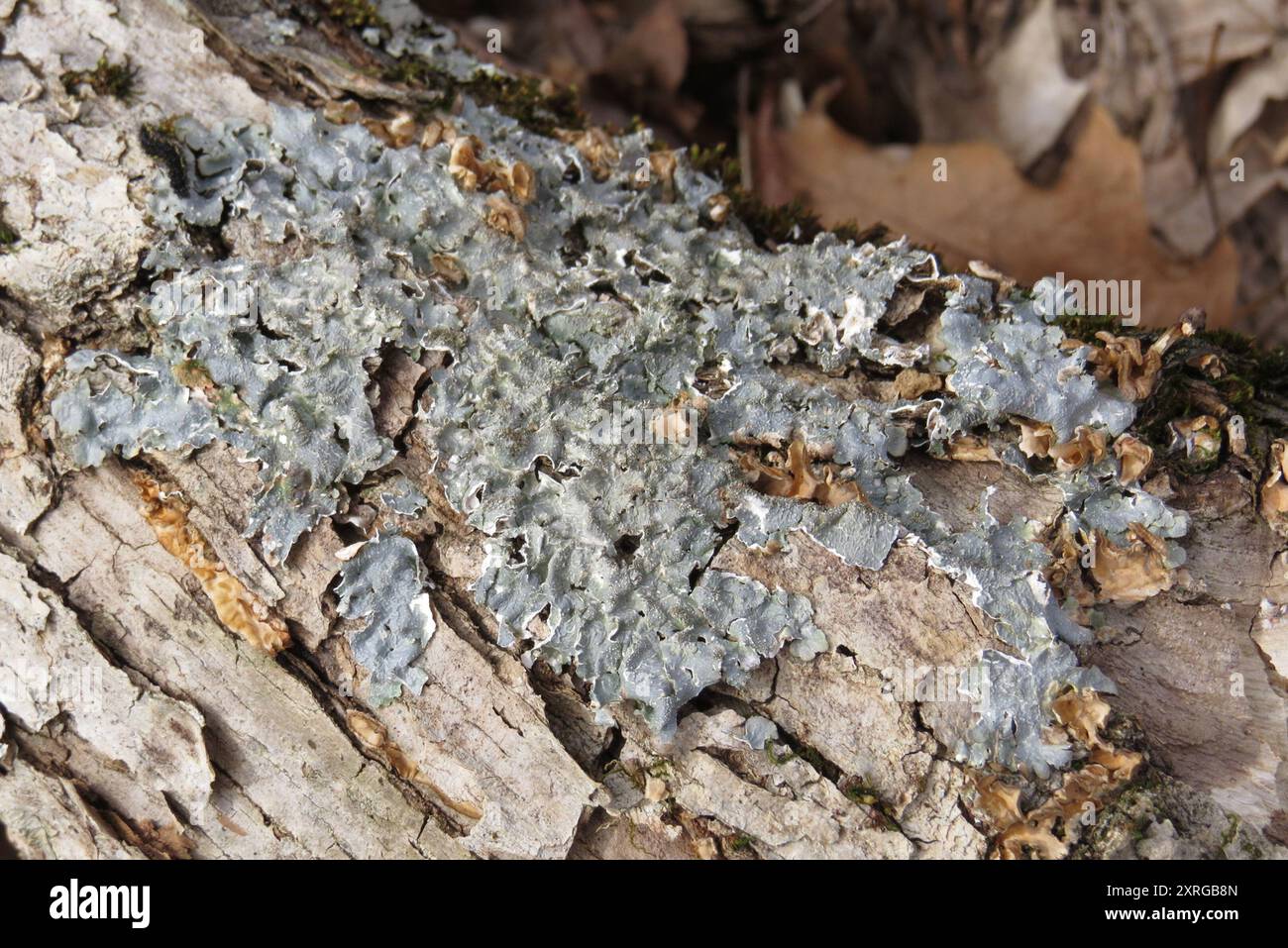 shield lichens and allies (Parmeliaceae) Fungi Stock Photo - Alamy