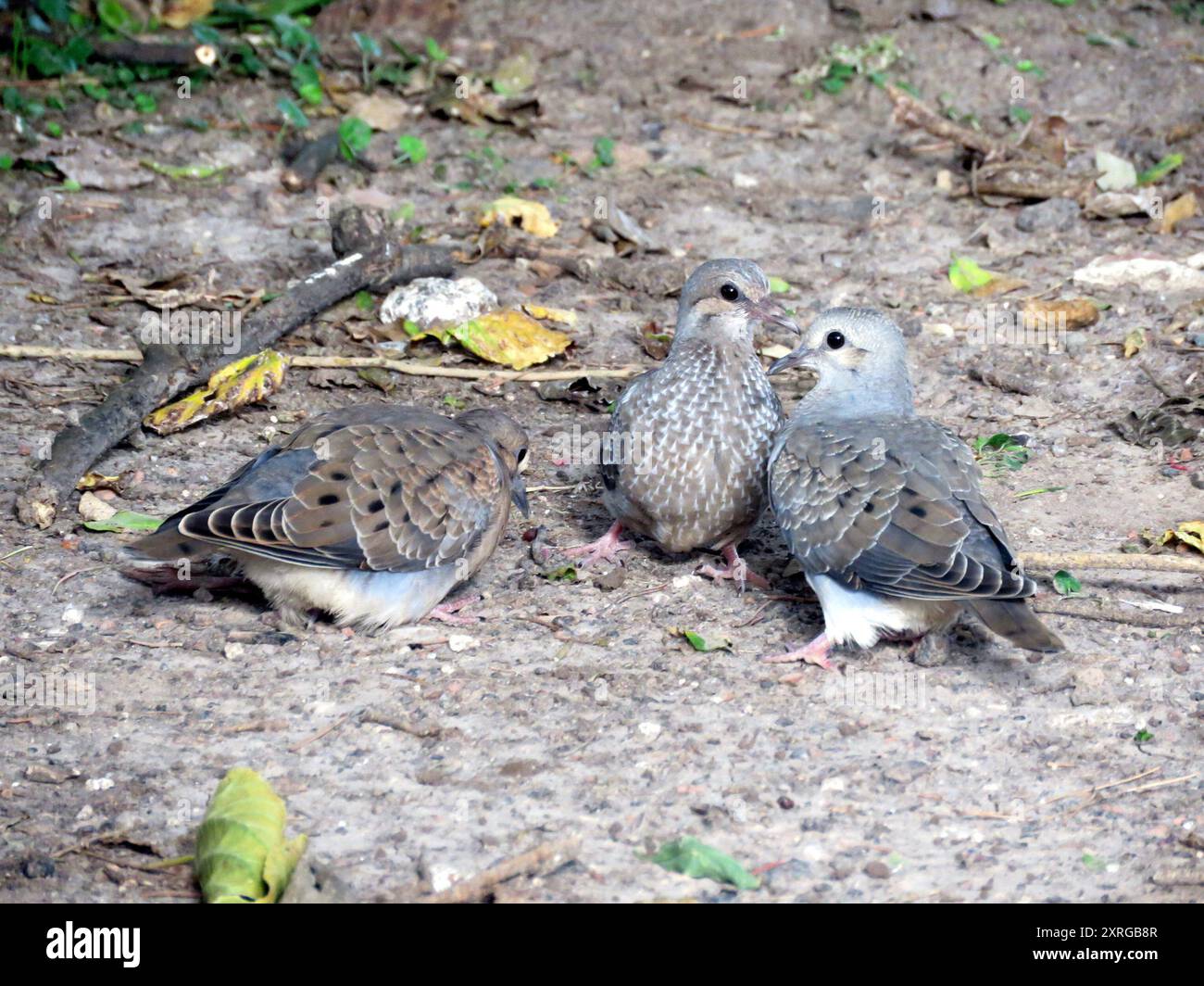 Eared Dove (Zenaida auriculata) Aves Stock Photo - Alamy