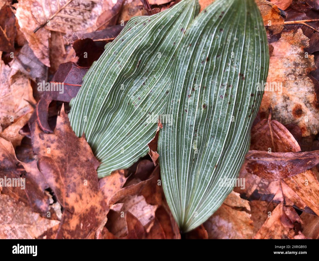 putty root (Aplectrum hyemale) Plantae Stock Photo - Alamy