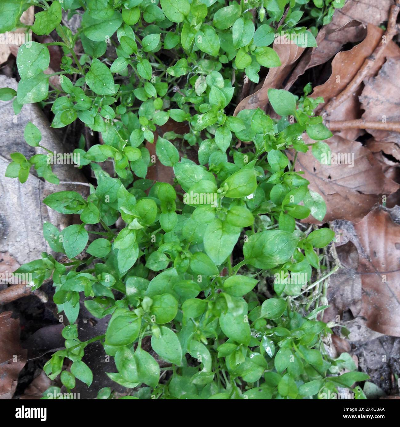 common chickweed (Stellaria media) Plantae Stock Photo - Alamy