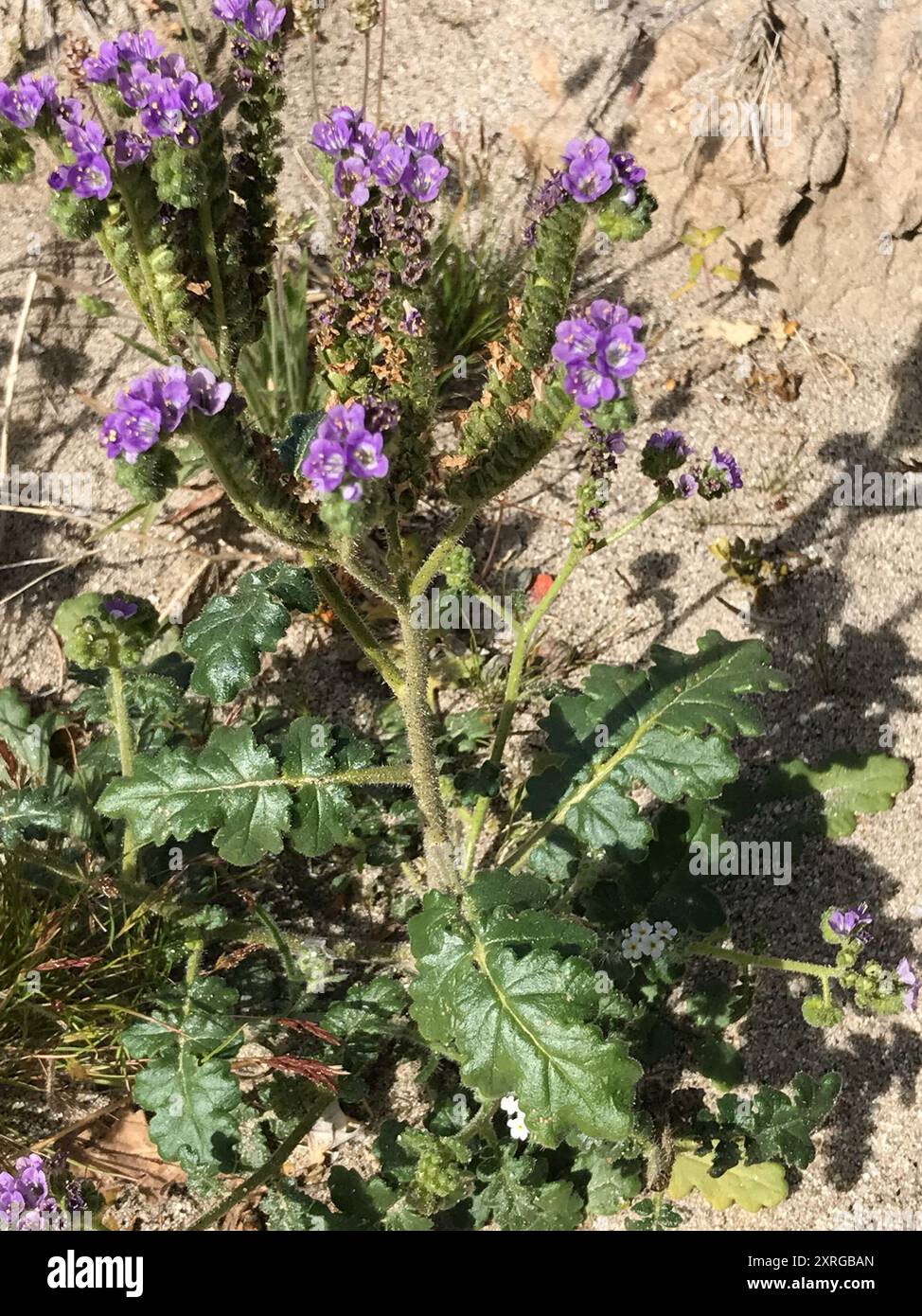 Notch-leaf Scorpionweed (Phacelia crenulata) Plantae Stock Photo - Alamy