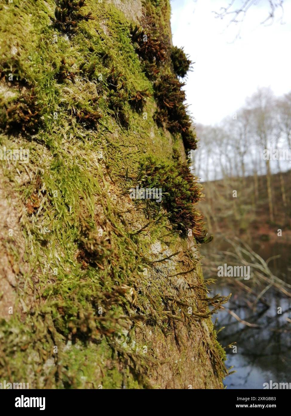Lateral Cryphaea (Cryphaea heteromalla) Plantae Stock Photo - Alamy