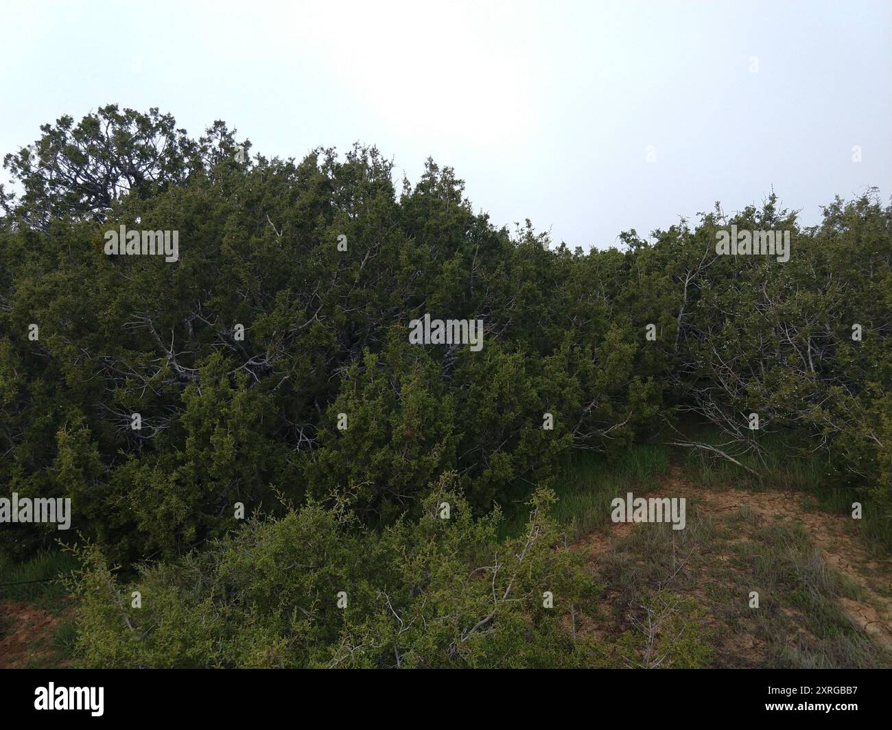 California juniper (Juniperus californica) Plantae Stock Photo - Alamy