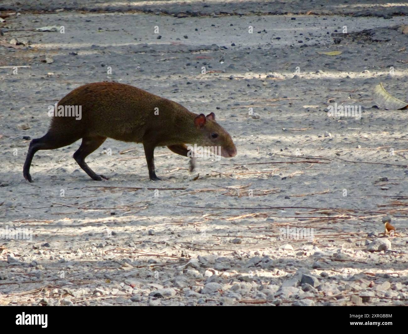 Central American Agouti (Dasyprocta punctata) Mammalia Stock Photo - Alamy
