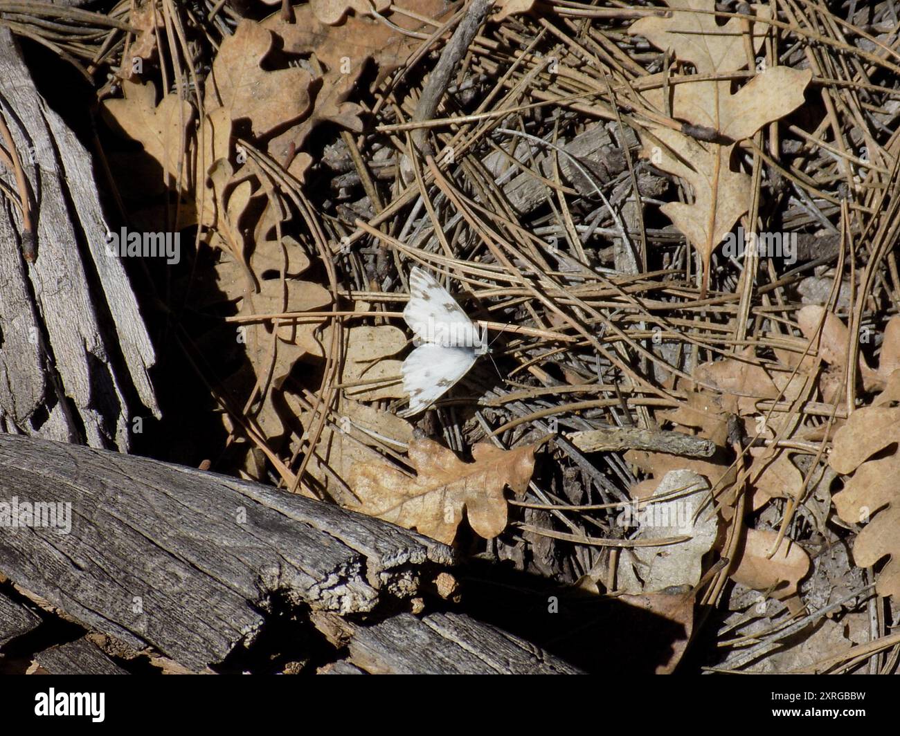 Checkered White (Pontia protodice) Insecta Stock Photo - Alamy