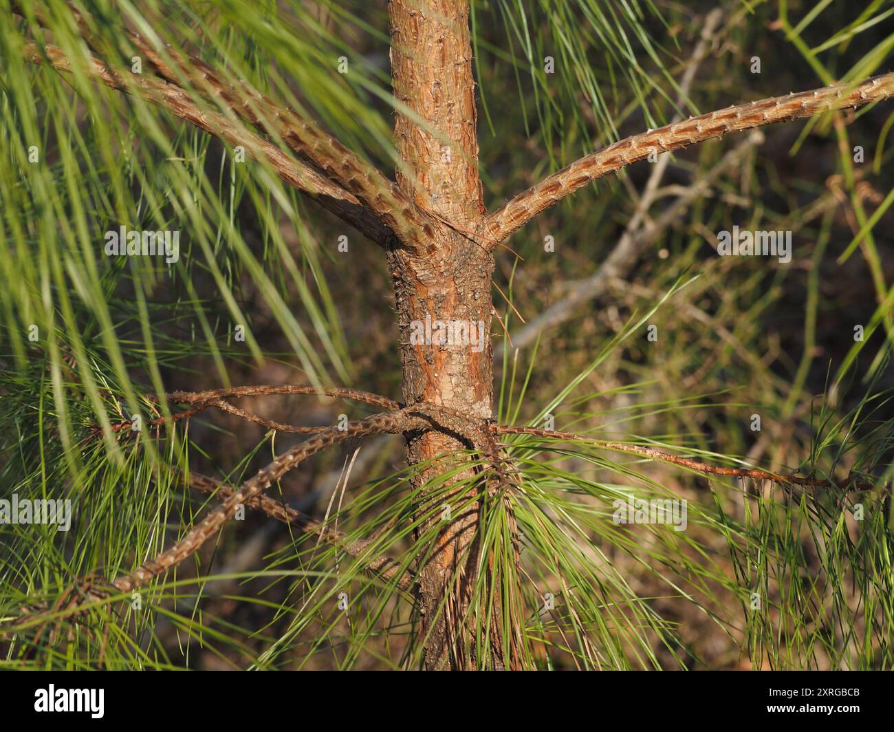 Virginia pine (Pinus virginiana) Plantae Stock Photo - Alamy