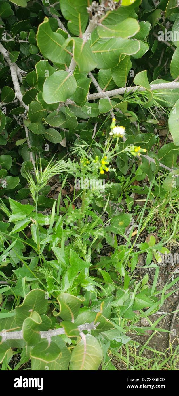 common groundsel (Senecio vulgaris) Plantae Stock Photo - Alamy