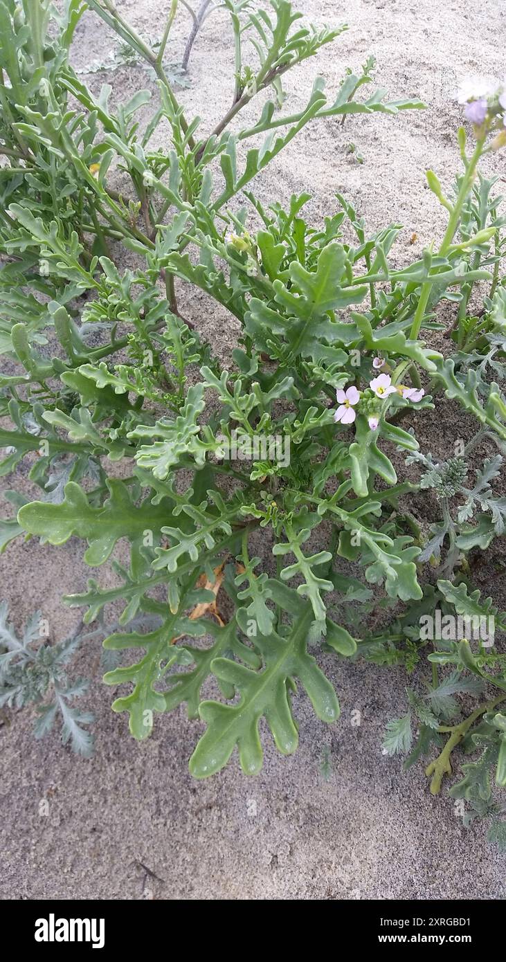 European Searocket (Cakile maritima) Plantae Stock Photo - Alamy