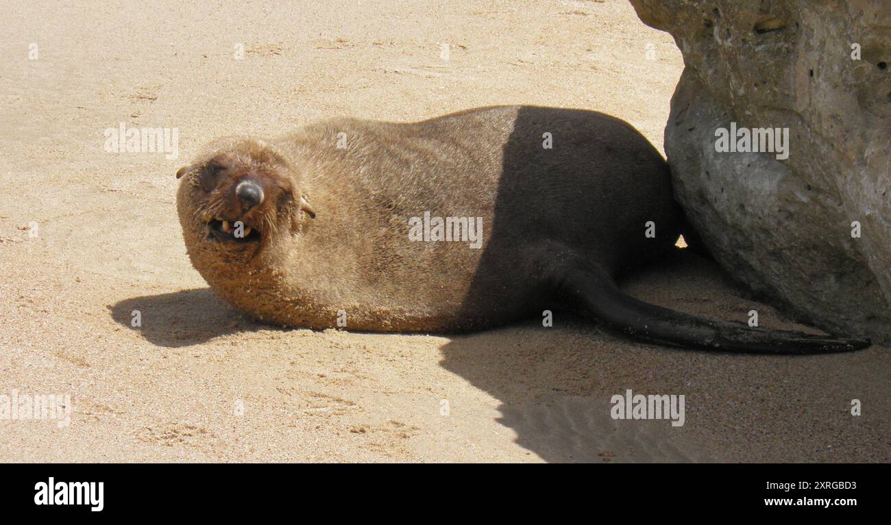 Cape Fur Seal (Arctocephalus pusillus pusillus) Mammalia Stock Photo ...