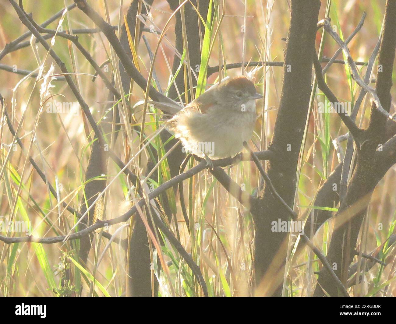 Pale-breasted Spinetail (Synallaxis albescens) Aves Stock Photo - Alamy