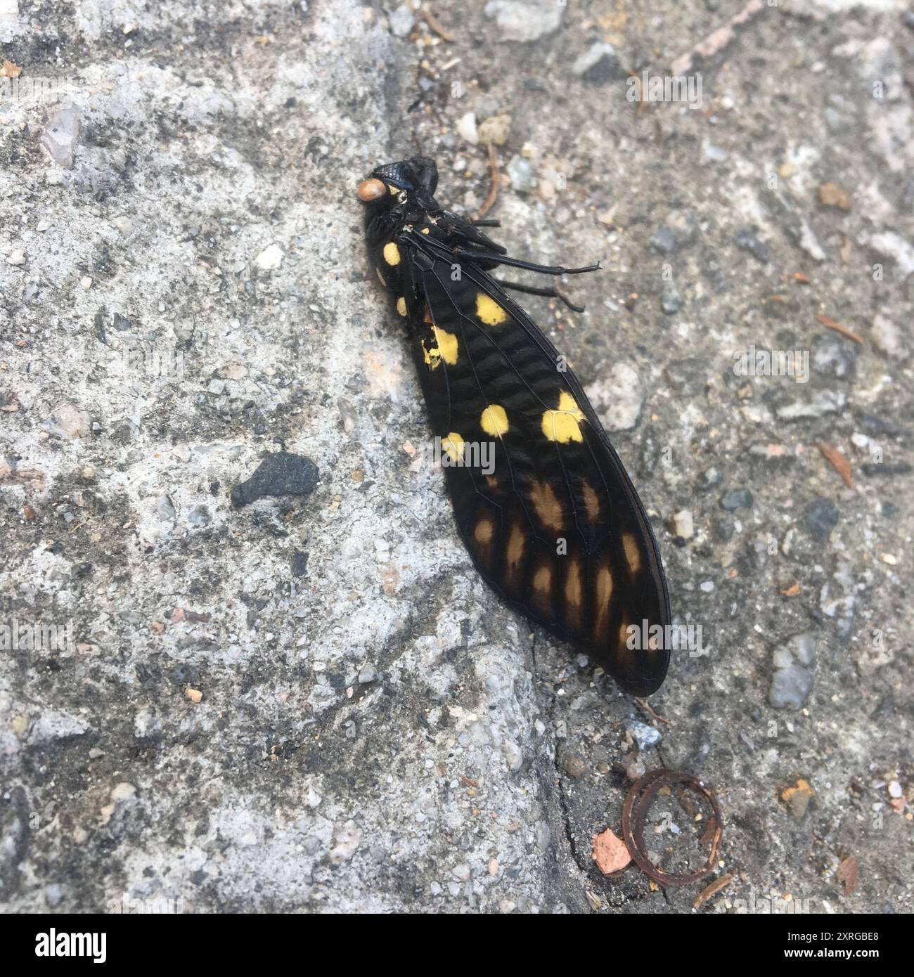 Speckled Black Cicada (Gaeana maculata) Insecta Stock Photo - Alamy