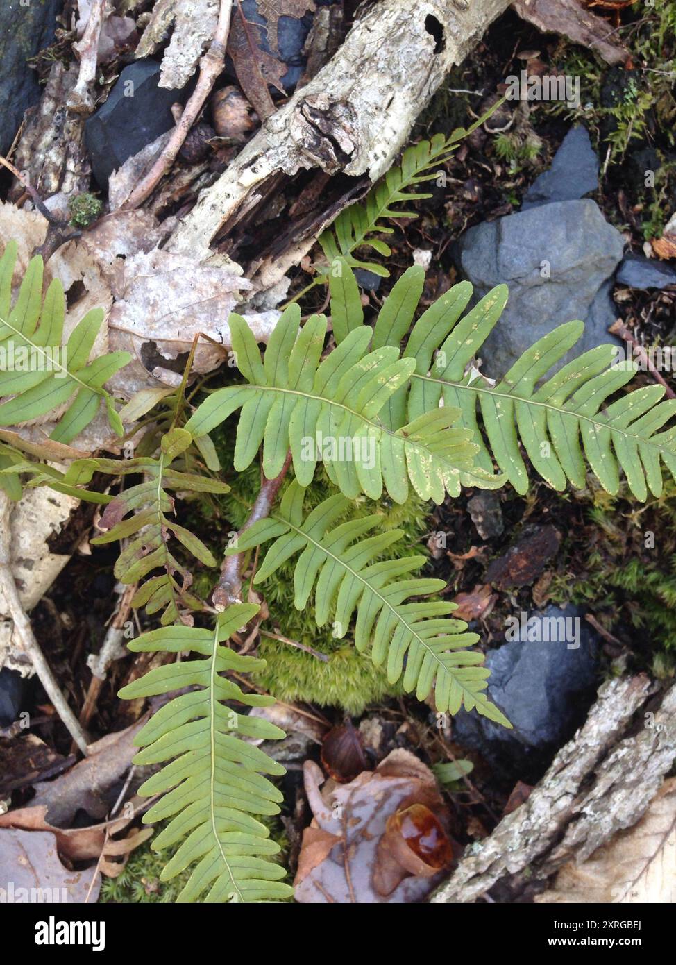 rock polypody (Polypodium virginianum) Plantae Stock Photo - Alamy
