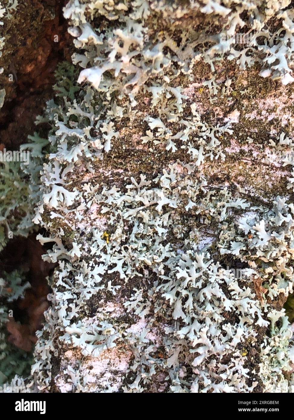 Fringed Rosette Lichen (Physcia tenella) Fungi Stock Photo - Alamy