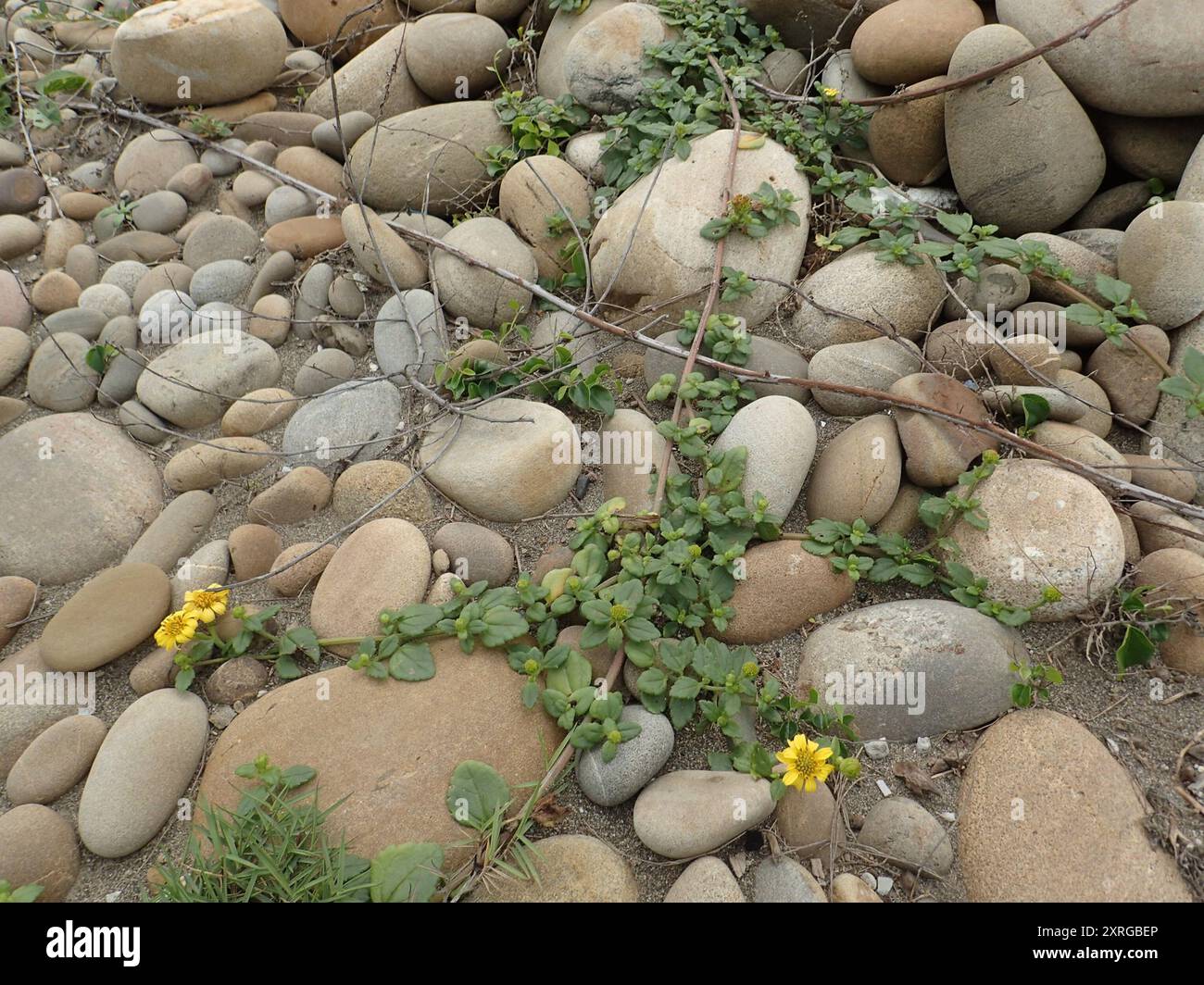(Wedelia prostrata) Plantae Stock Photo - Alamy