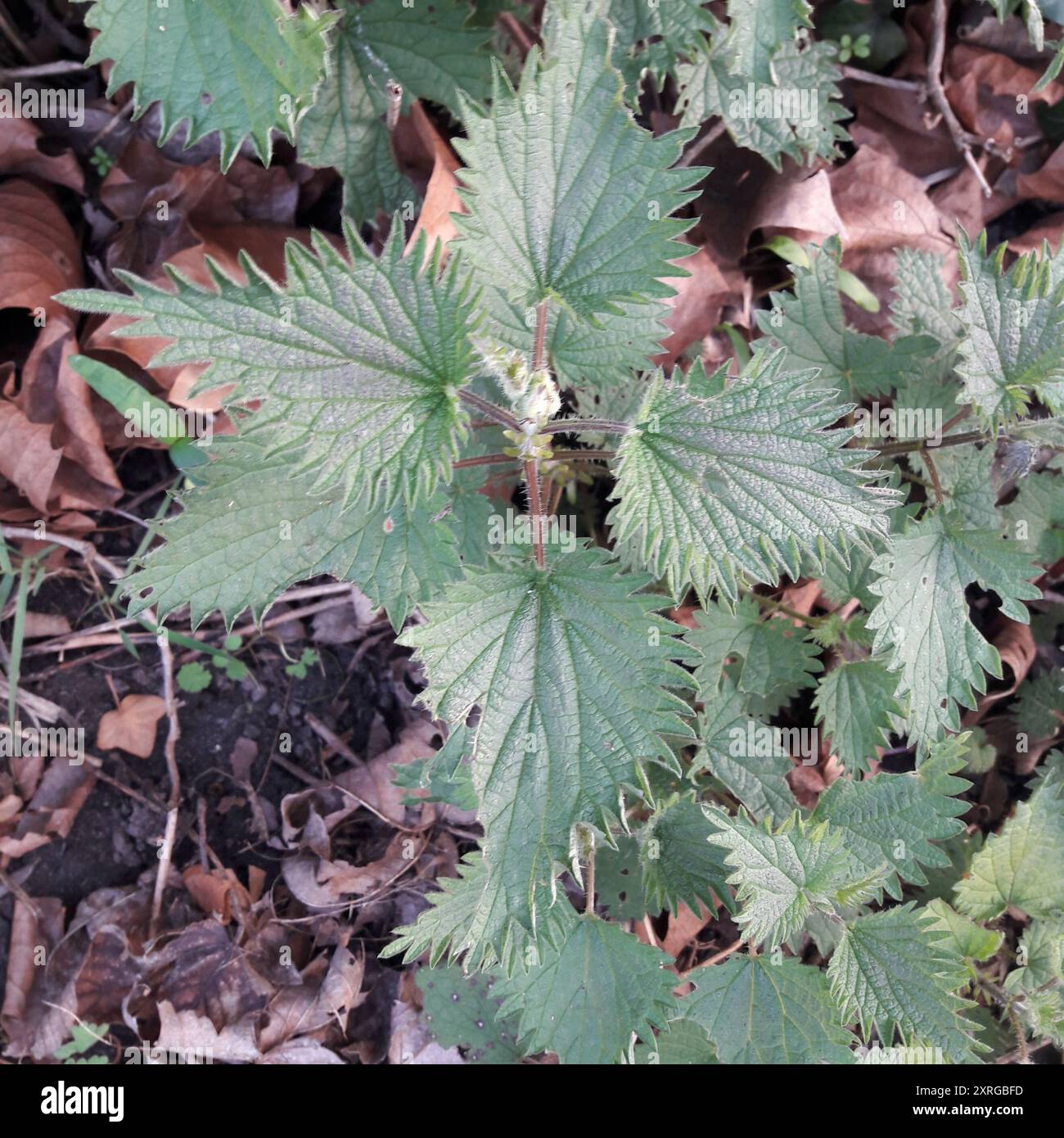great stinging nettle (Urtica dioica) Plantae Stock Photo - Alamy