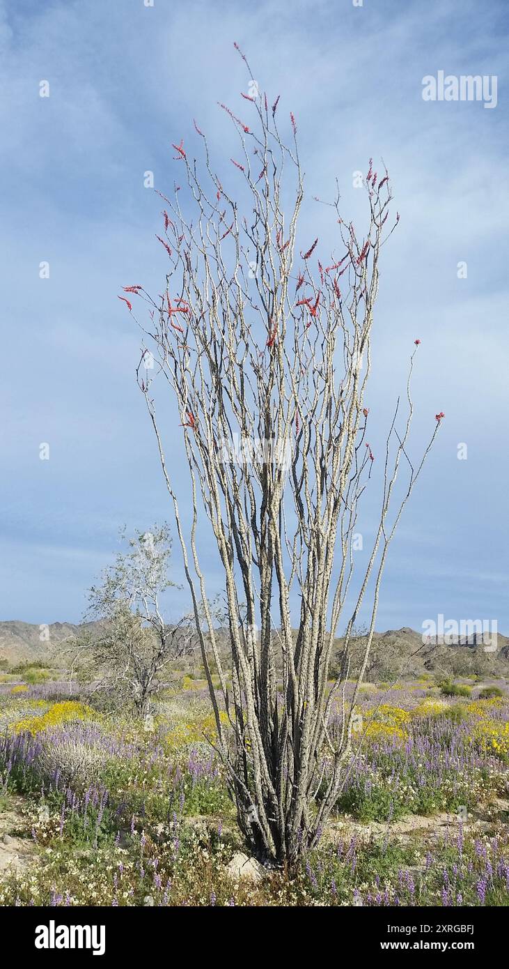 ocotillo (Fouquieria splendens) Plantae Stock Photo - Alamy