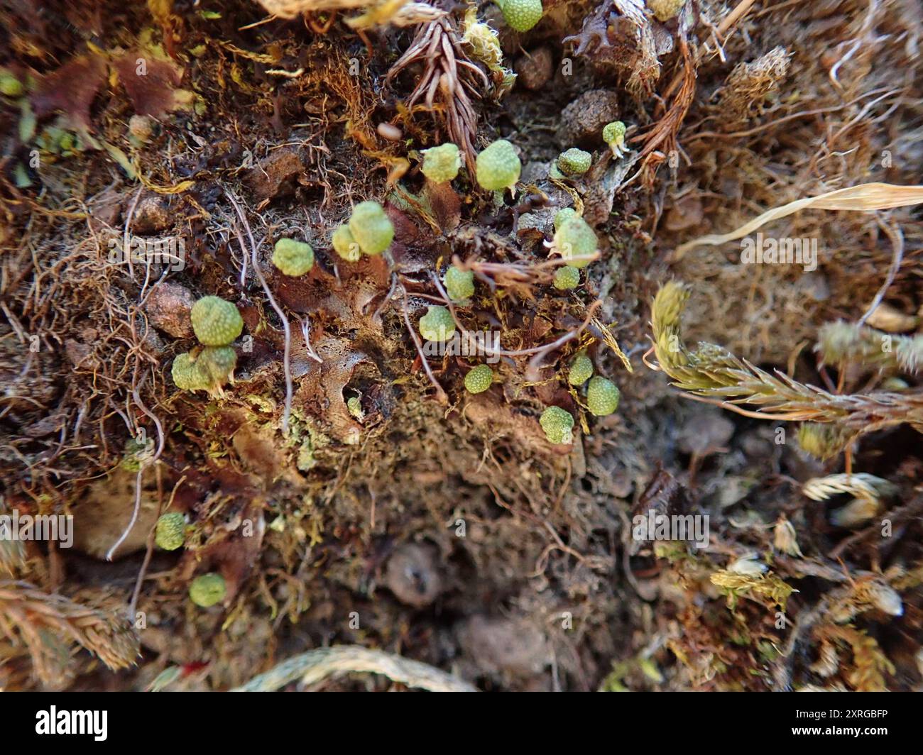 Thin Starwort (Mannia gracilis) Plantae Stock Photo - Alamy