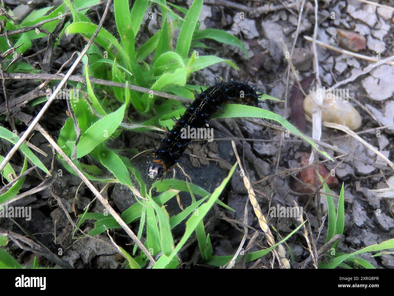Common Mangrove Buckeye (Junonia genoveva) Insecta Stock Photo - Alamy