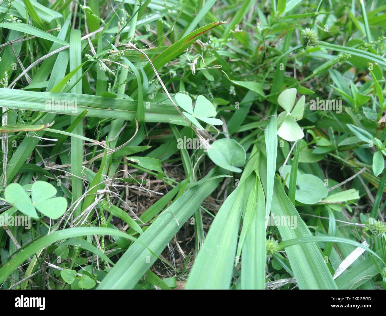 Helicopter Ferns (Marsilea) Plantae Stock Photo - Alamy