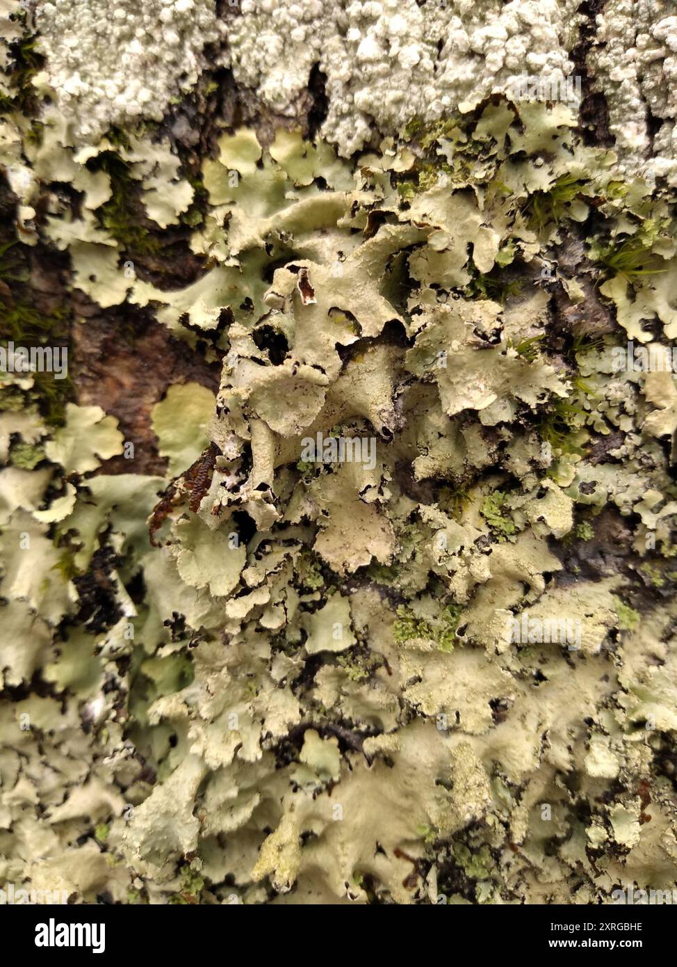 Salted Ruffle Lichen (Parmotrema crinitum) Fungi Stock Photo - Alamy