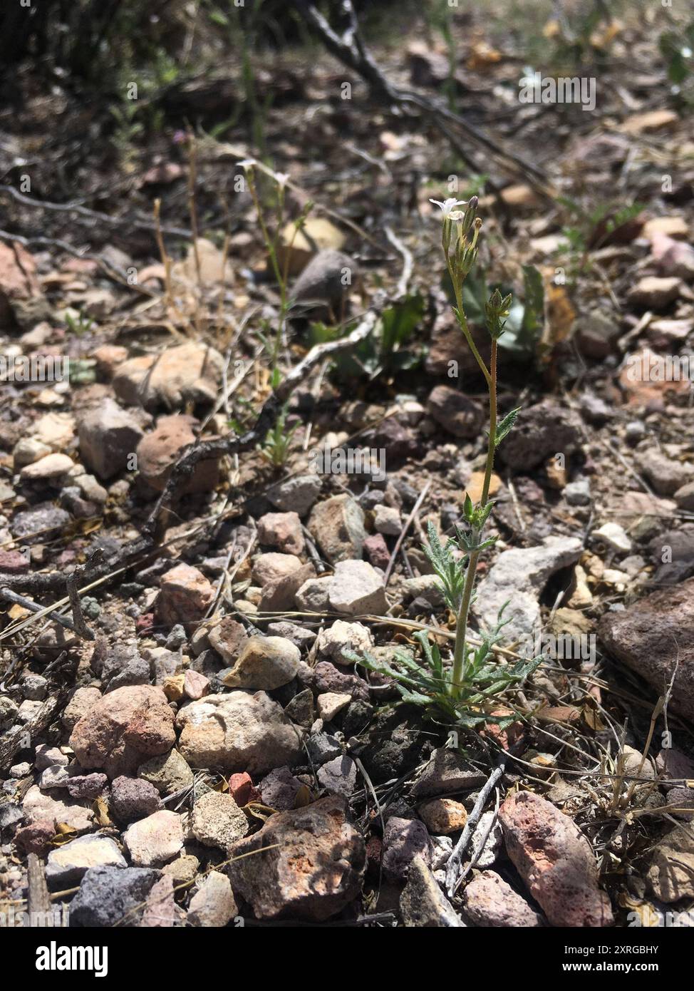 El Paso Gilia (Gilia mexicana) Plantae Stock Photo - Alamy