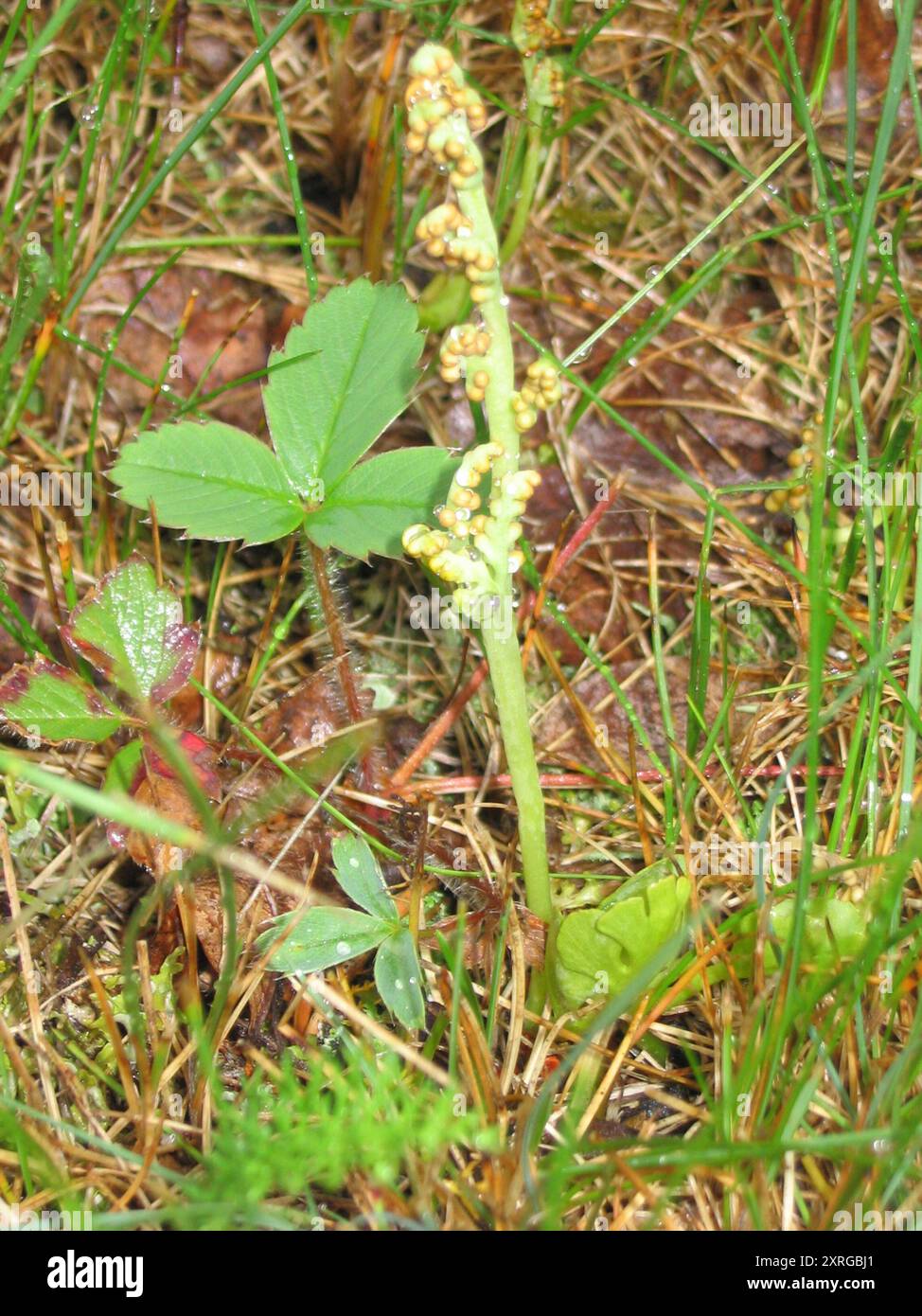 moonworts (Botrychium) Plantae Stock Photo - Alamy