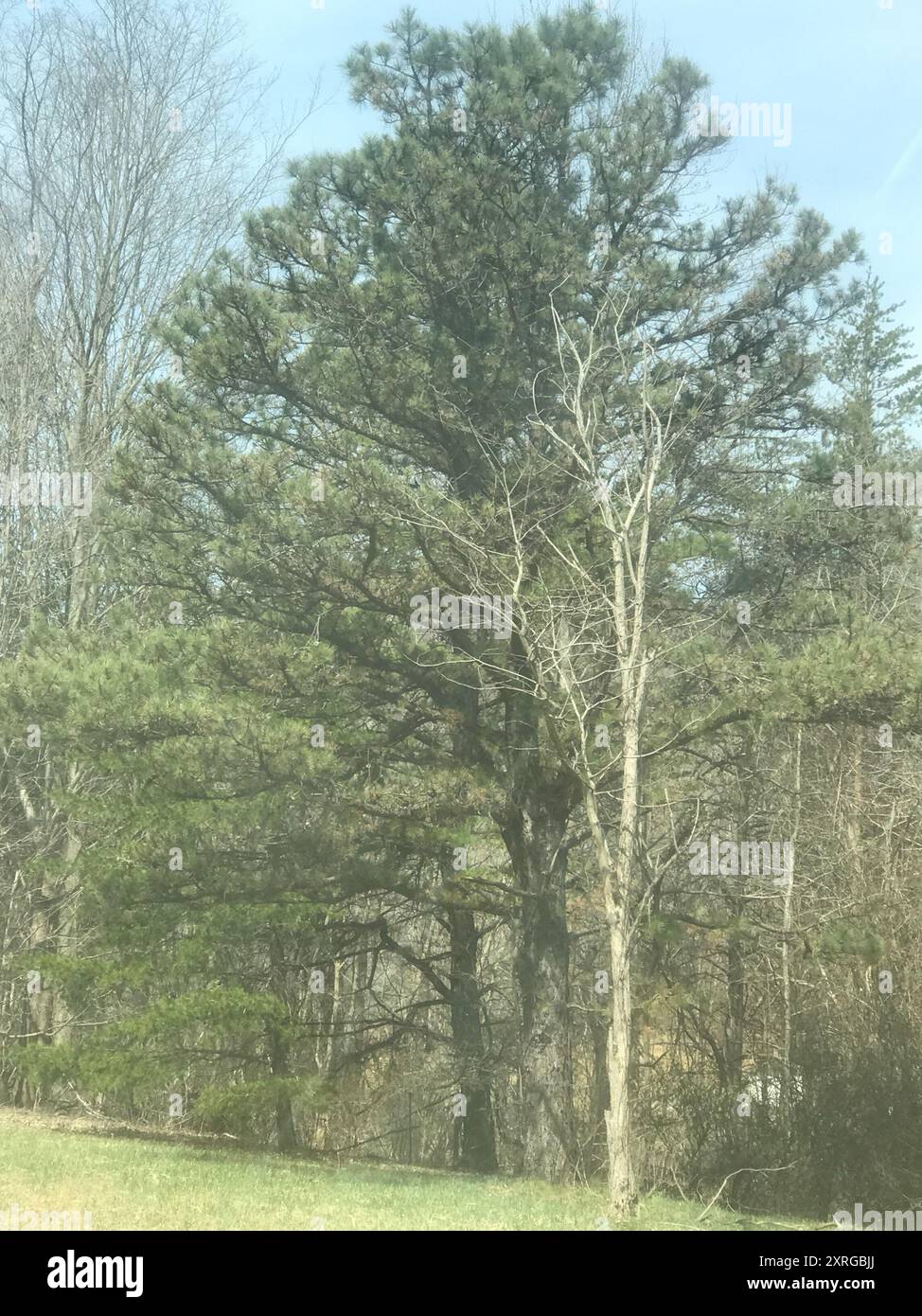 pitch pine (Pinus rigida) Plantae Stock Photo - Alamy
