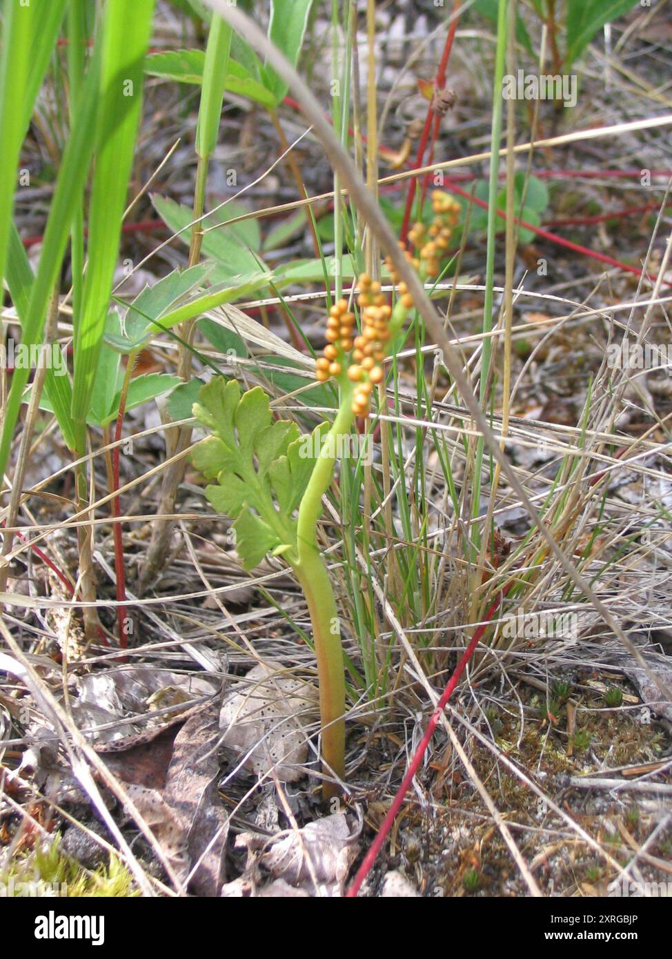 moonworts (Botrychium) Plantae Stock Photo - Alamy