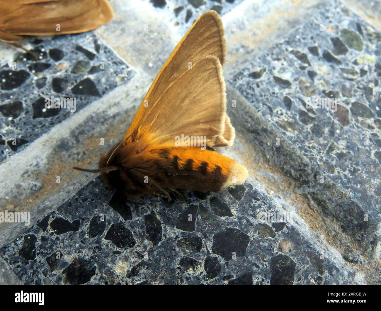 (Paracles vulpina) Insecta Stock Photo - Alamy
