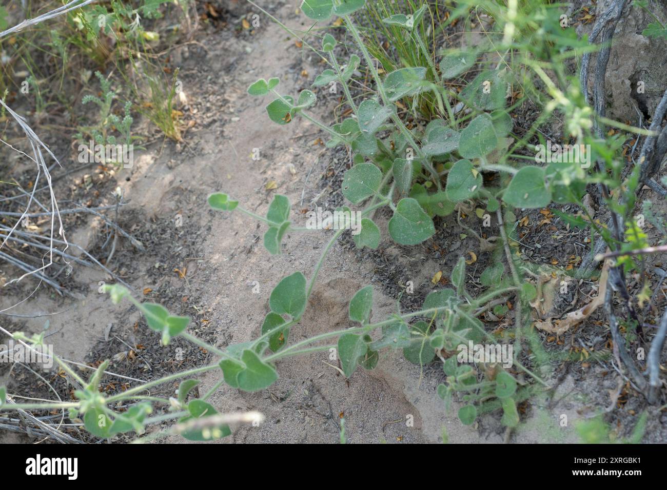 Wishbone Bush (Mirabilis laevis) Plantae Stock Photo - Alamy