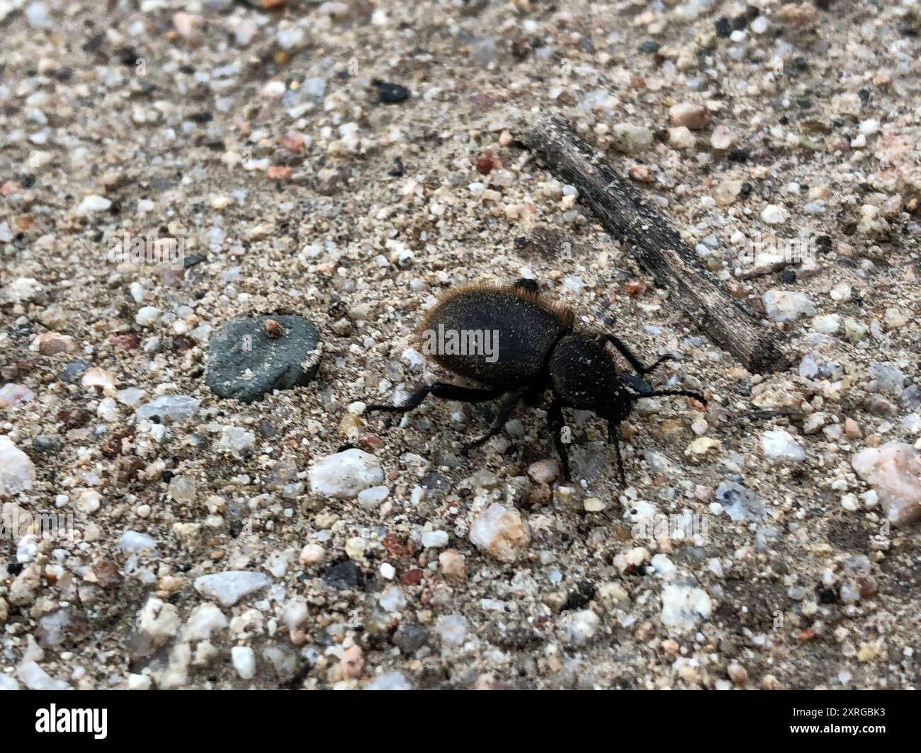 Woolly Darkling Beetle (Eleodes osculans) Insecta Stock Photo - Alamy