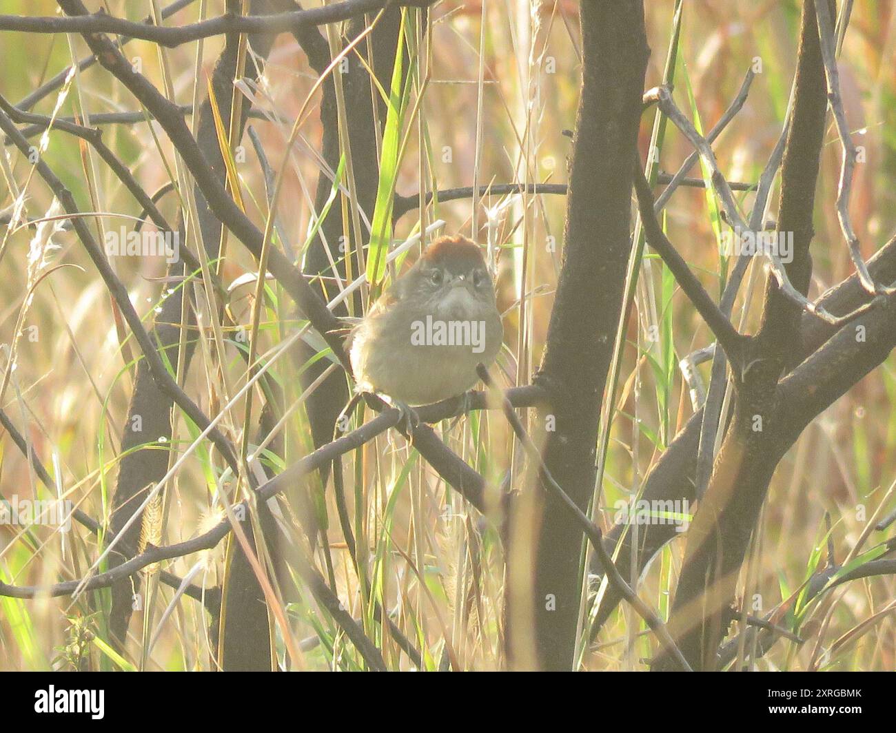 Pale-breasted Spinetail (Synallaxis albescens) Aves Stock Photo - Alamy