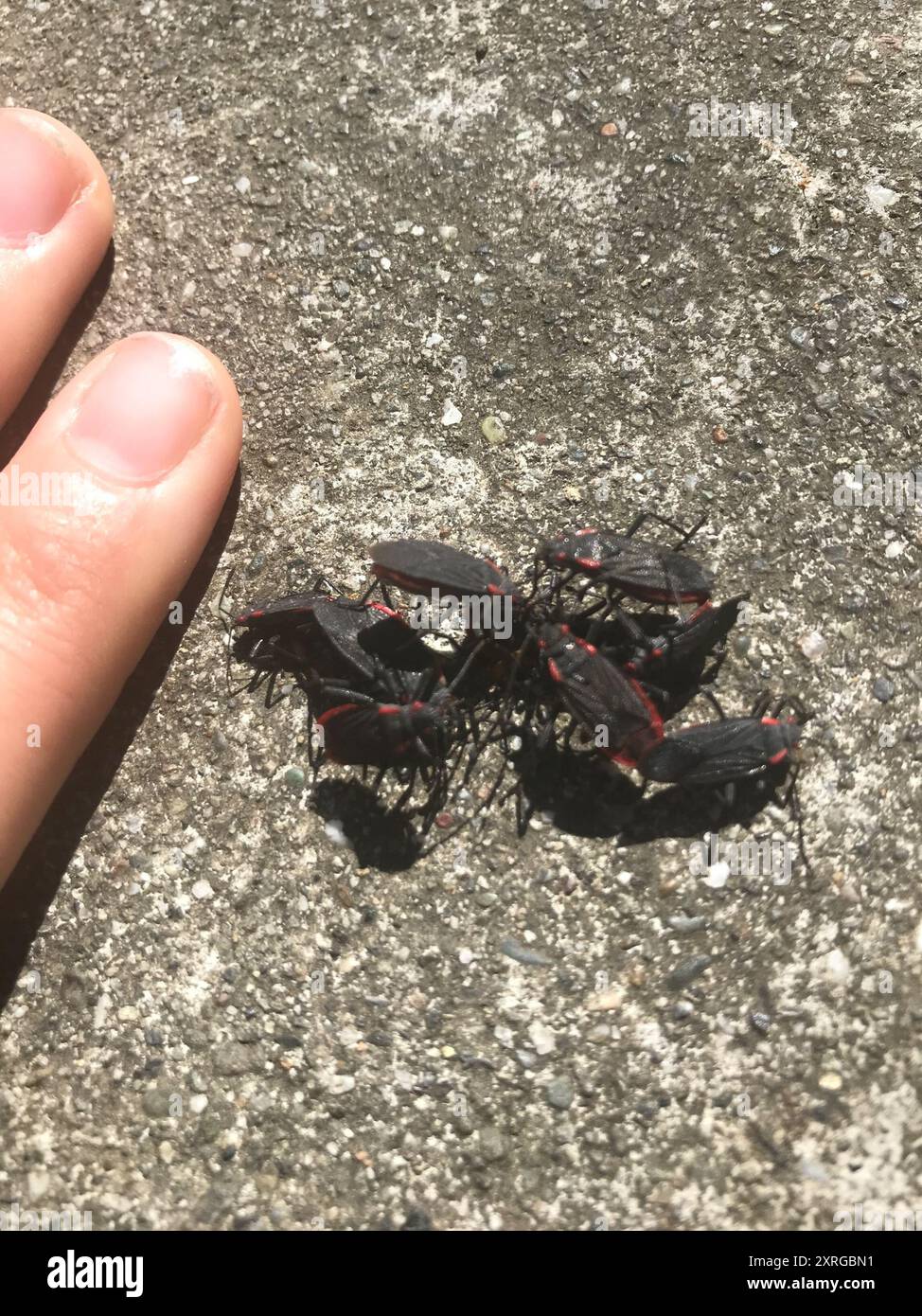 Red-shouldered Bug (Jadera haematoloma) Insecta Stock Photo - Alamy